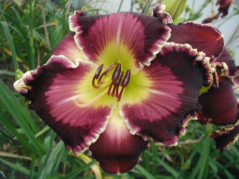 BLOOD OF THE MARTYRS