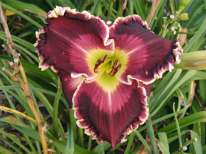 BLOOD OF THE MARTYRS