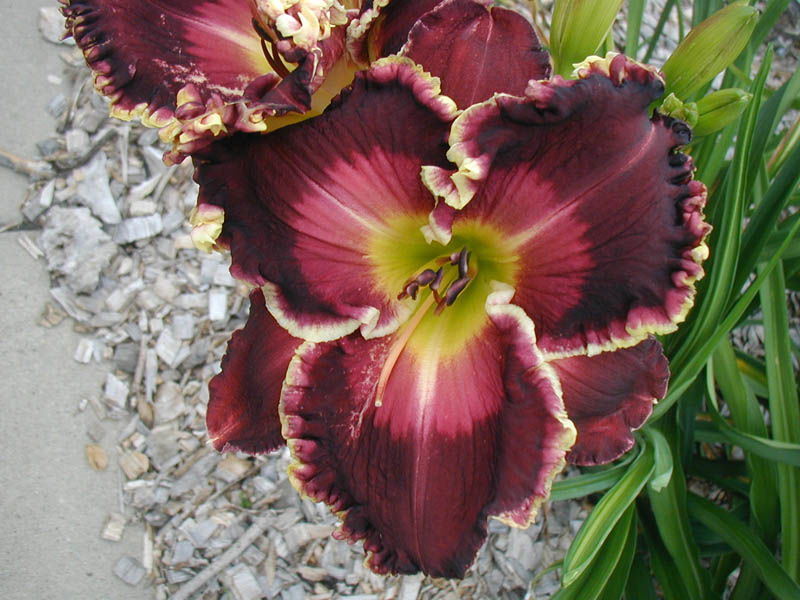 BLOOD OF THE MARTYRS